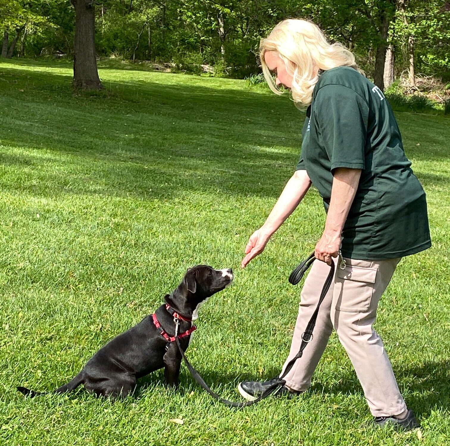 The Right Dog Training Programs For Busy Parents The Right Dog Training Programs For Busy Parents